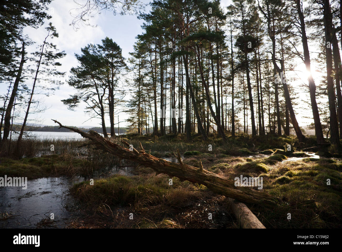 Caledonian forests around Loch Garten, Abernethy Forest, Scotland Stock ...
