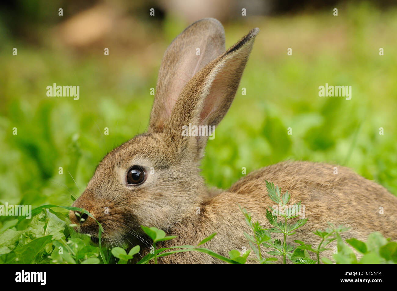Rabbit photograph hi-res stock photography and images - Alamy