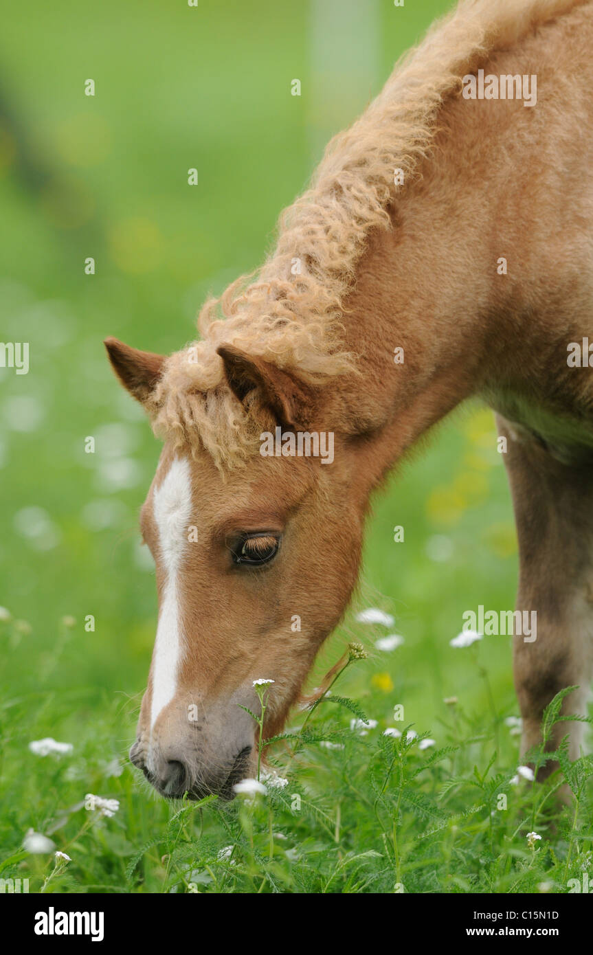 Welsh horse hi-res stock photography and images - Alamy