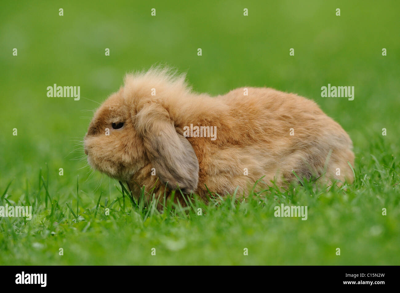 Rabbit on a meadow Stock Photo - Alamy