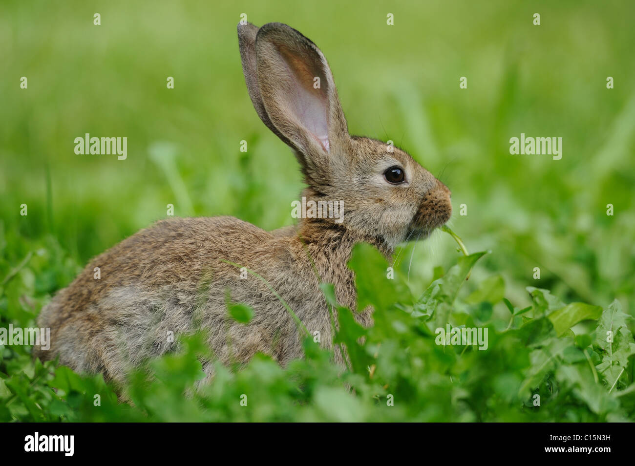 Rabbit on a meadow Stock Photo - Alamy