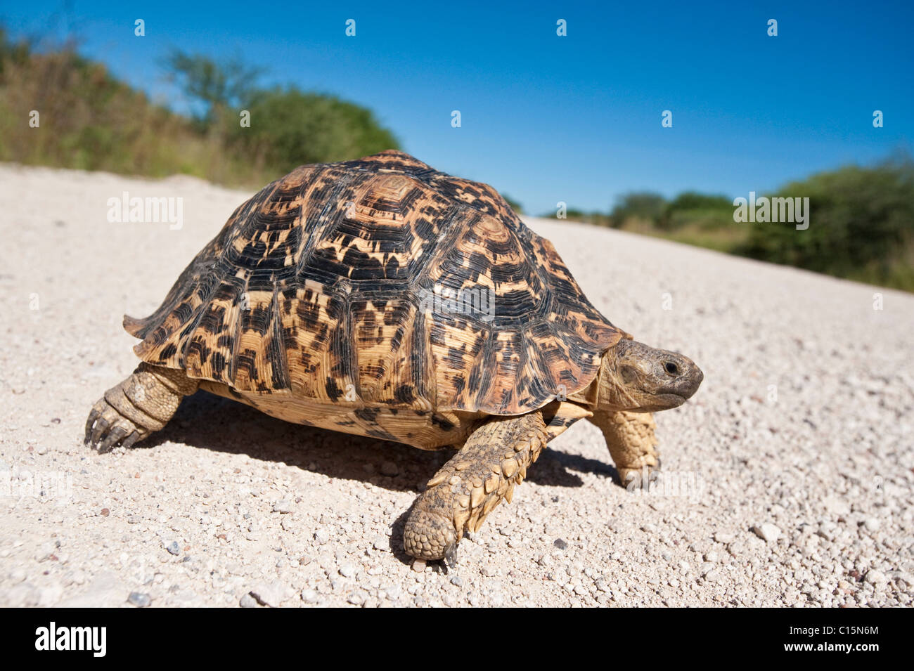 Leopard tortoise (Geochelone pardalis) crossing a road in Etosha ...