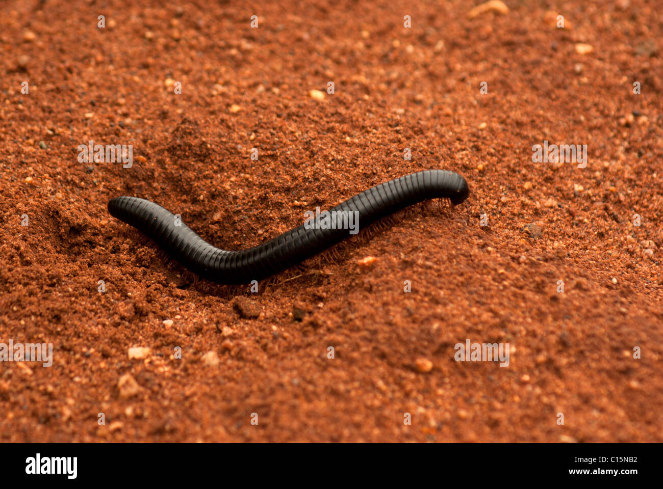 Millipede worm hi-res stock photography and images - Alamy