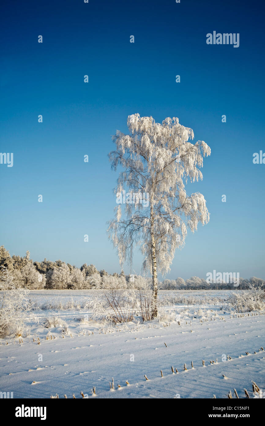 Birk tree hi-res stock photography and images - Alamy