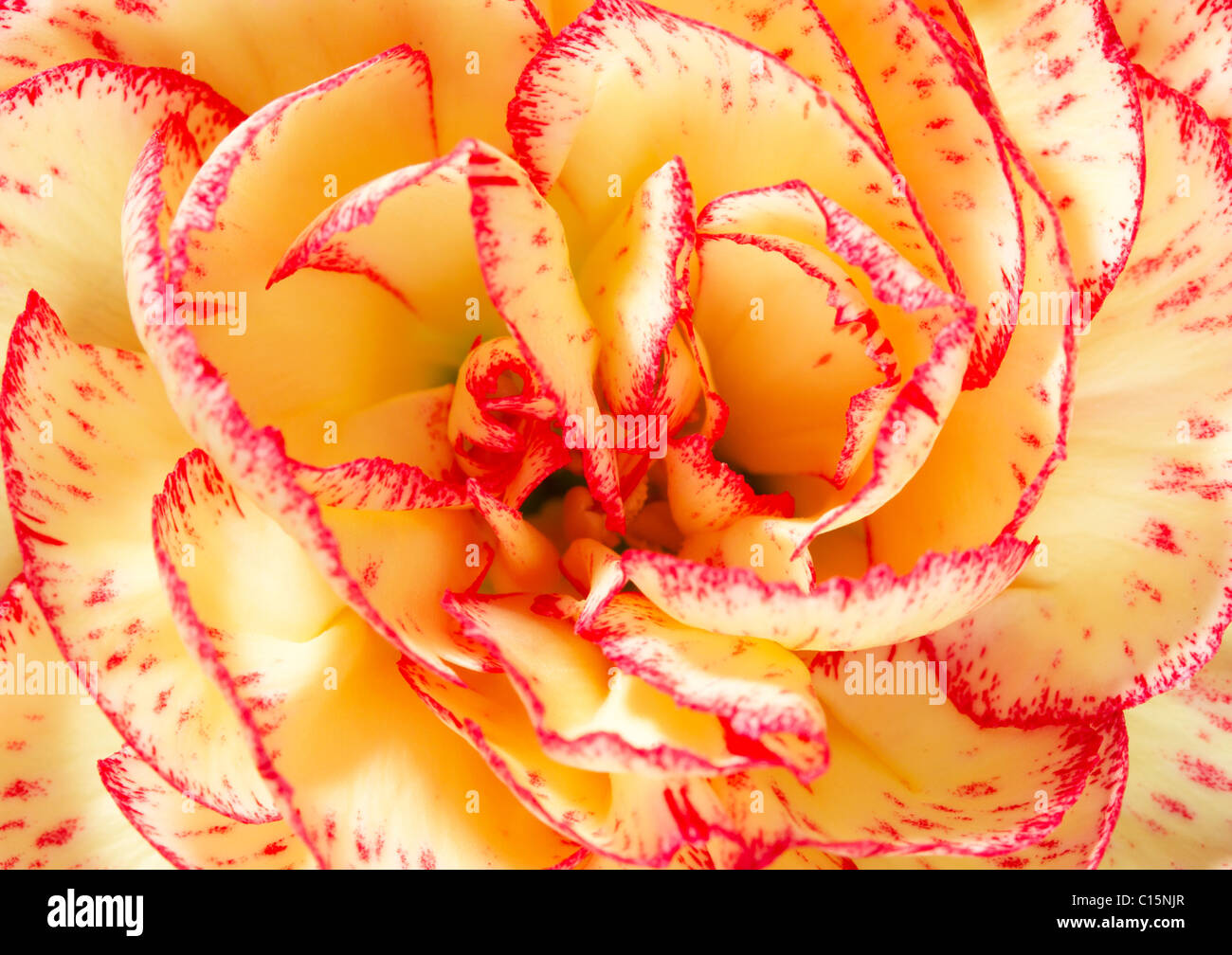 Close up carnation Stock Photo - Alamy