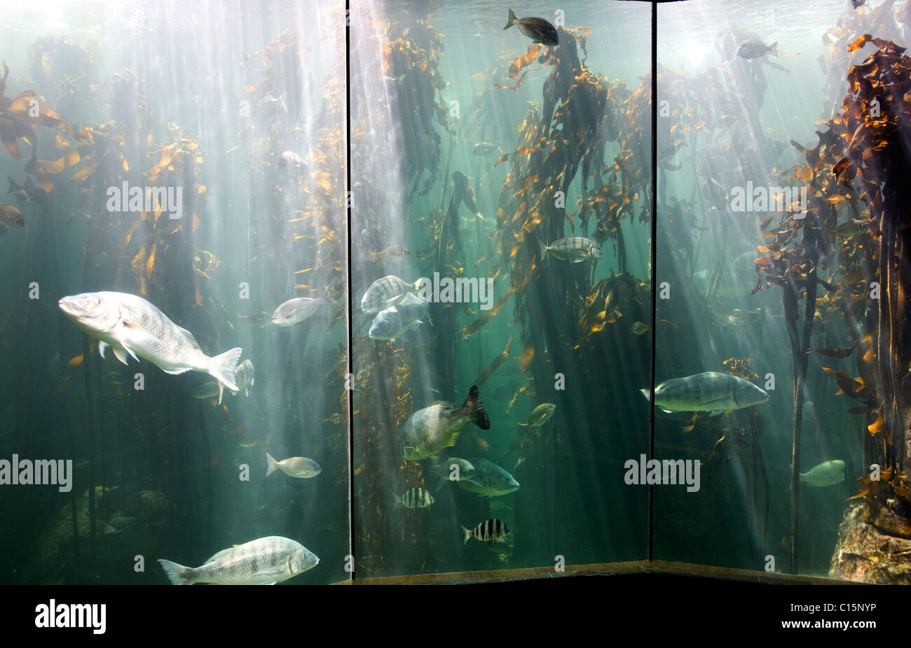 Galjoen fish hi-res stock photography and images - Alamy