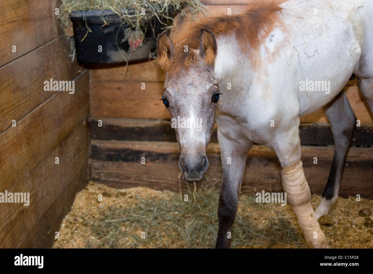 Arabian horse foal with broken leg in cast in stall Stock Photo - Alamy