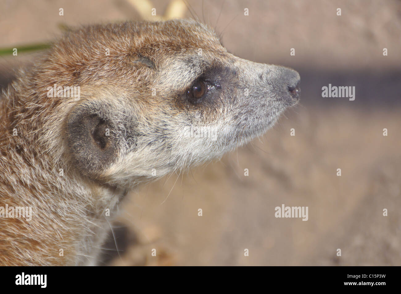 Meerkat head hi-res stock photography and images - Alamy