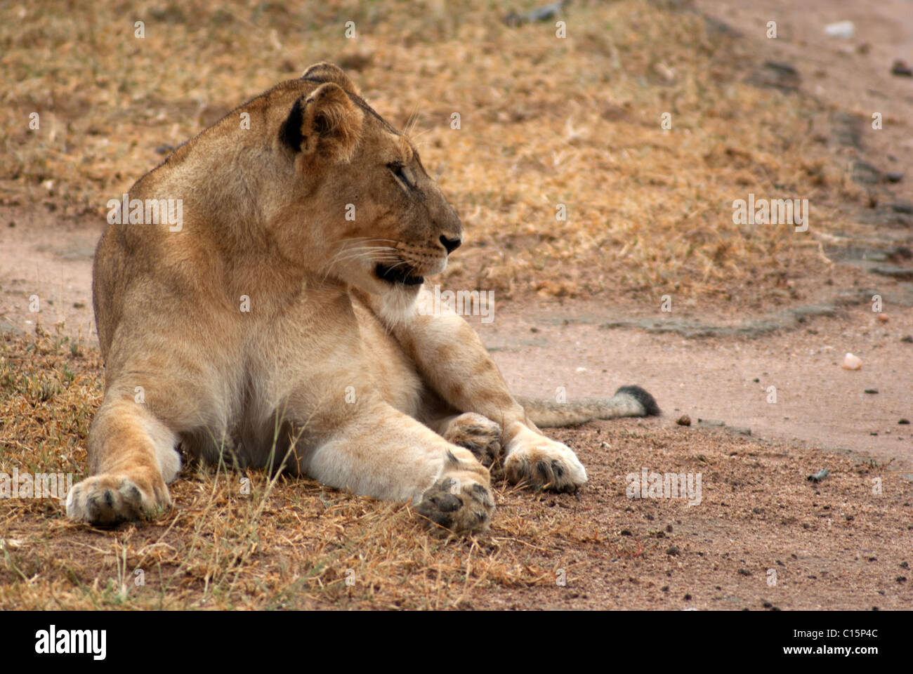 Lioness roar hi-res stock photography and images - Alamy