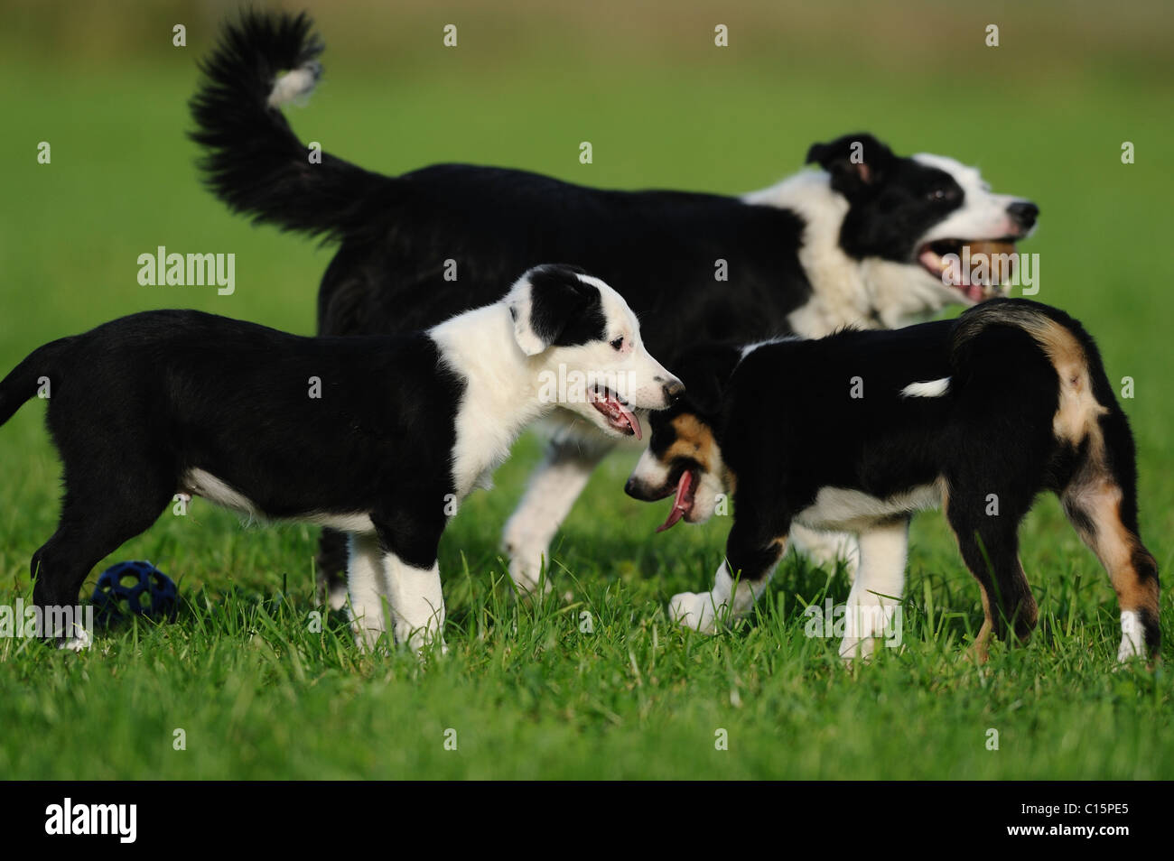 Three border Collies Stock Photo - Alamy