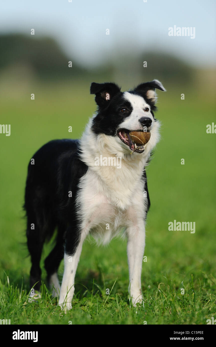 Border Collie ball in mouth Stock Photo - Alamy