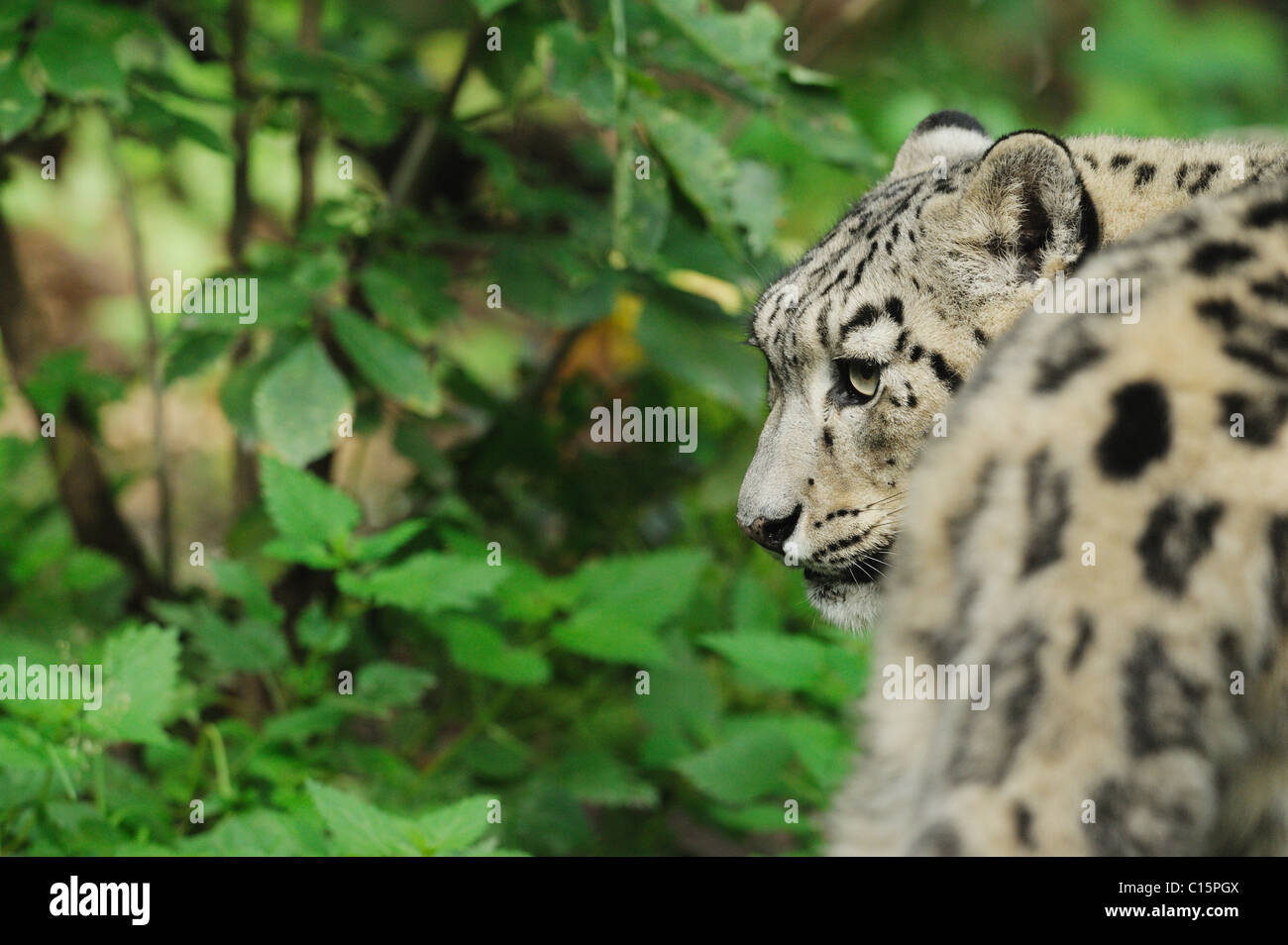 1 uncia hi-res stock photography and images - Alamy