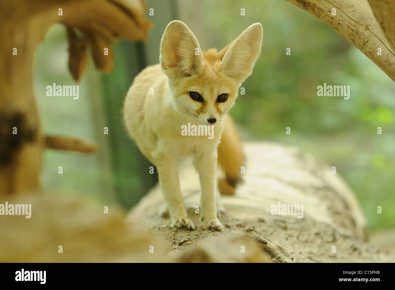 Fennec, Fennecus zerda Stock Photo - Alamy