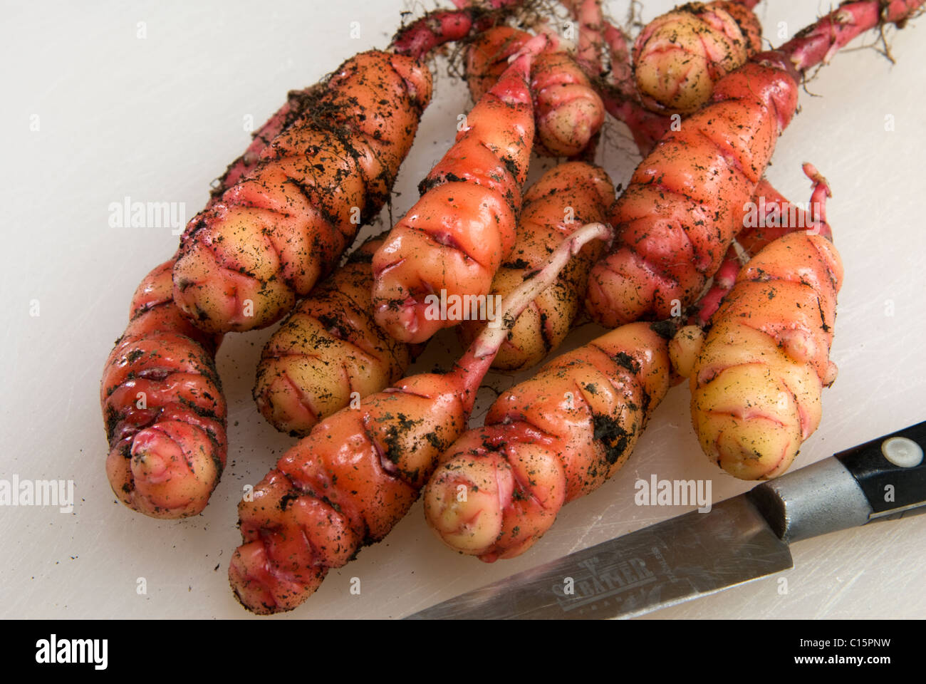 Oca (Oxalis tuberosa) tubers, freshly dug up and ready for preparation ...