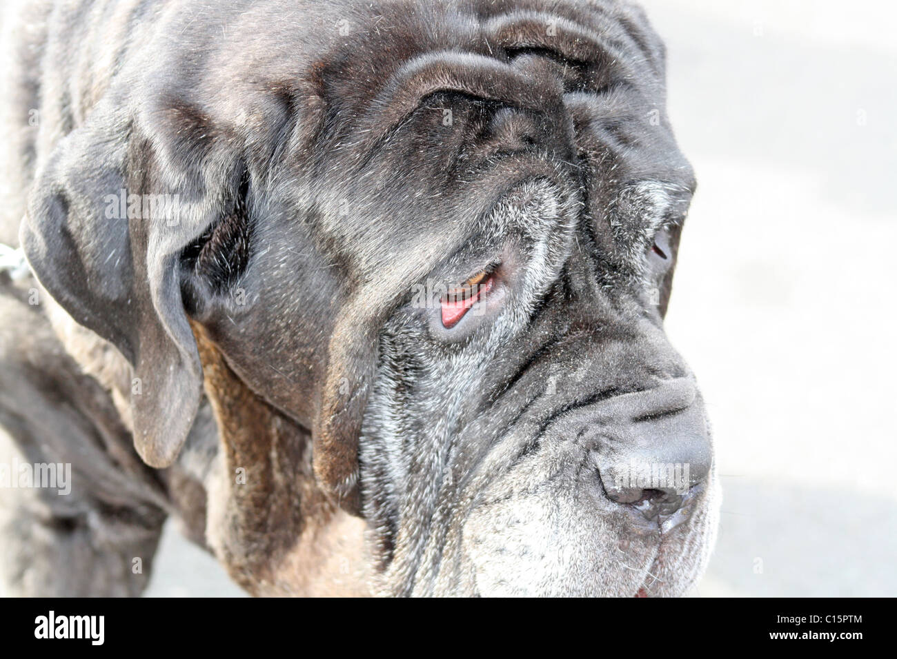 Grey Bullmastiff