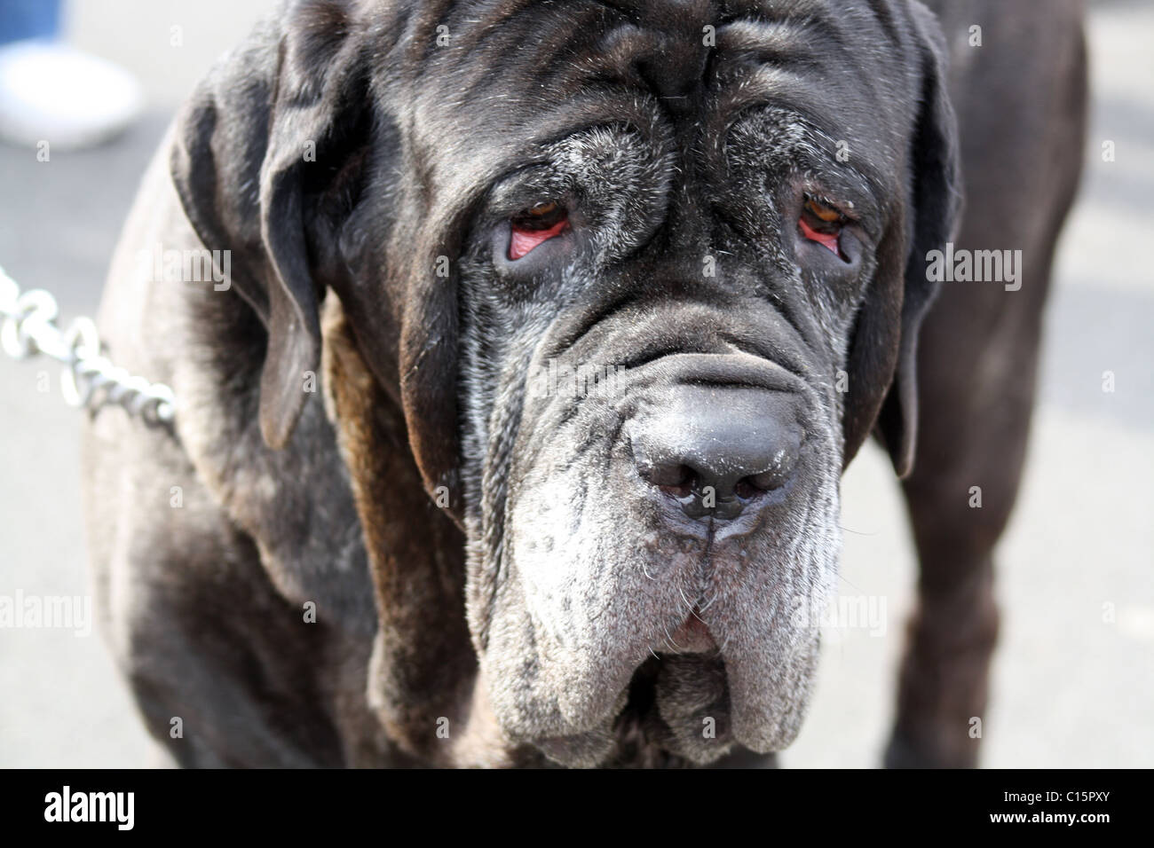 How Big Is Hercules Neapolitan Mastiff