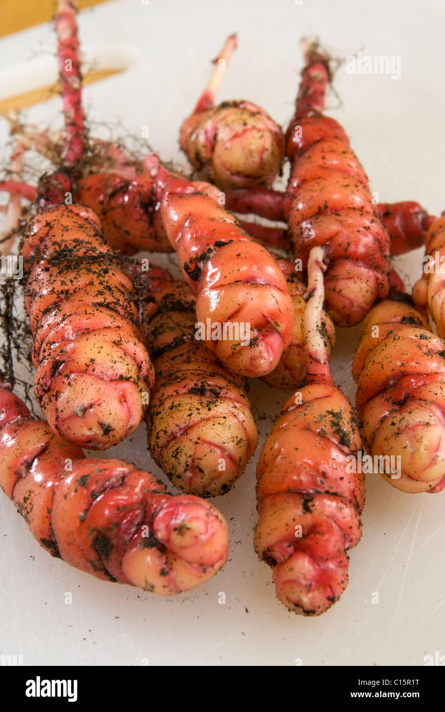 Oca (Oxalis tuberosa) tubers, freshly dug up and ready for preparation ...
