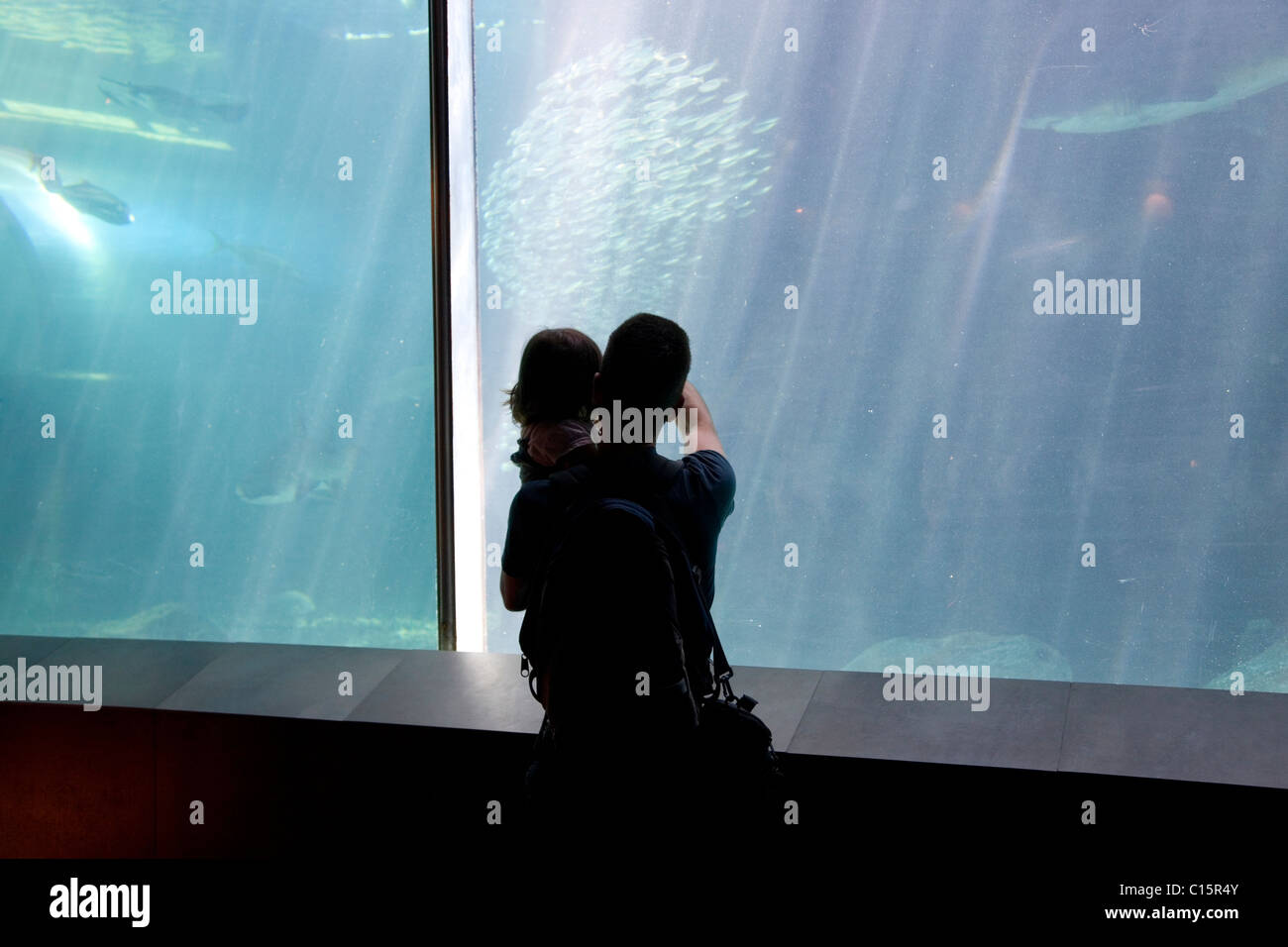 Man and child watching fish at cape Town Aquarium Stock Photo - Alamy