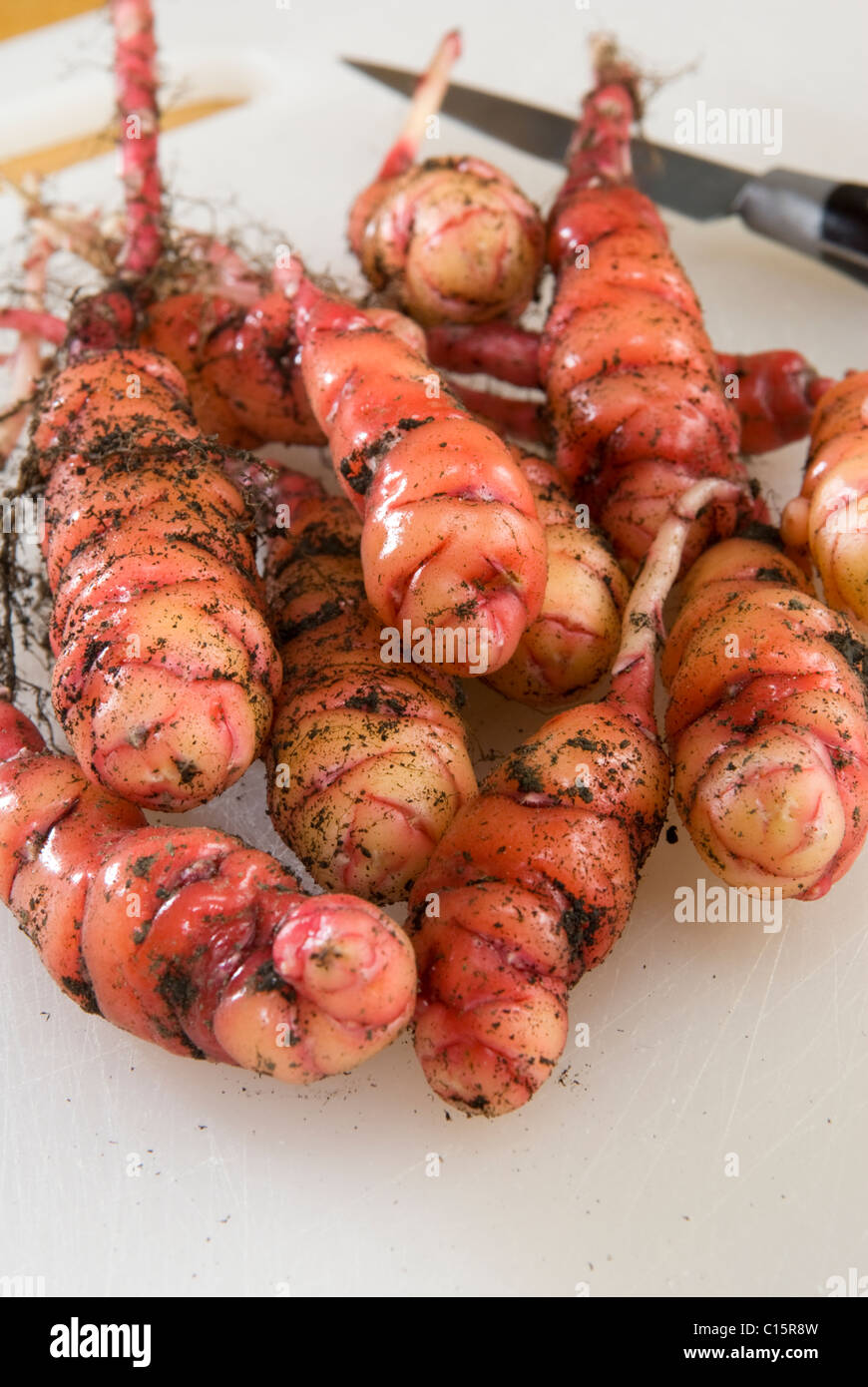 Oca Tuber