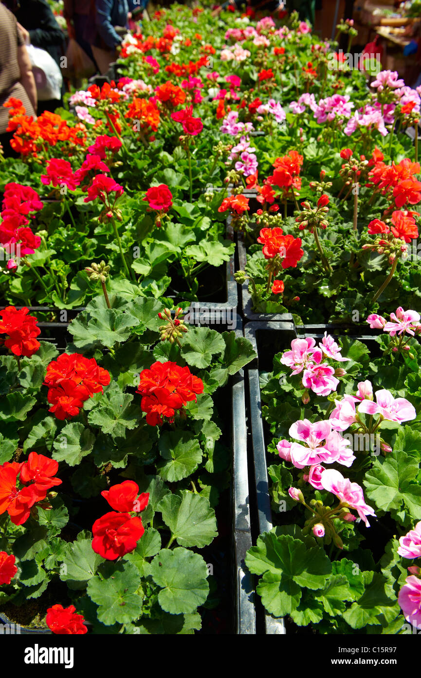 Croatian Plants High Resolution Stock Photography and Images - Alamy