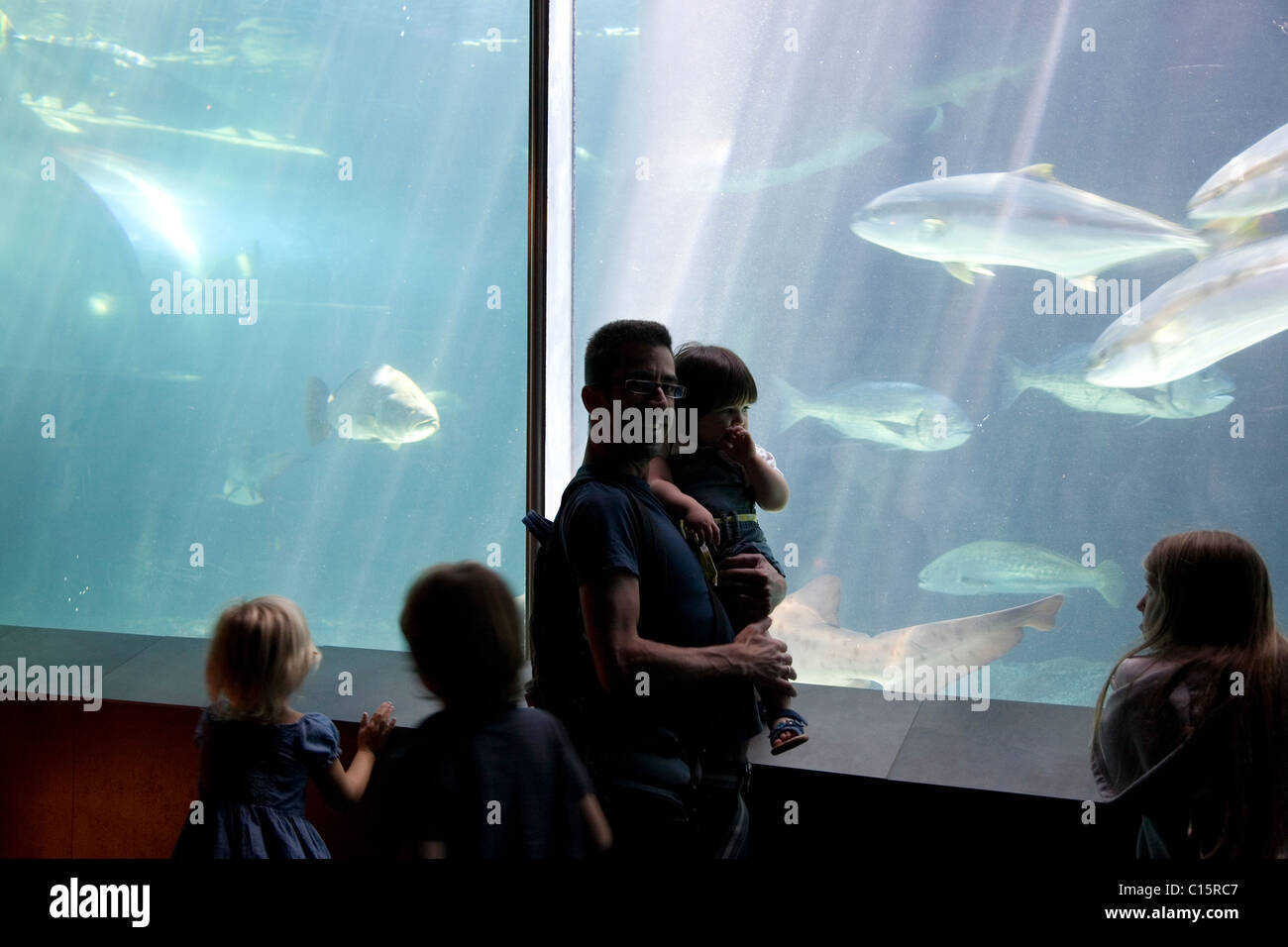 Man and child watching fish at cape Town Aquarium Stock Photo - Alamy