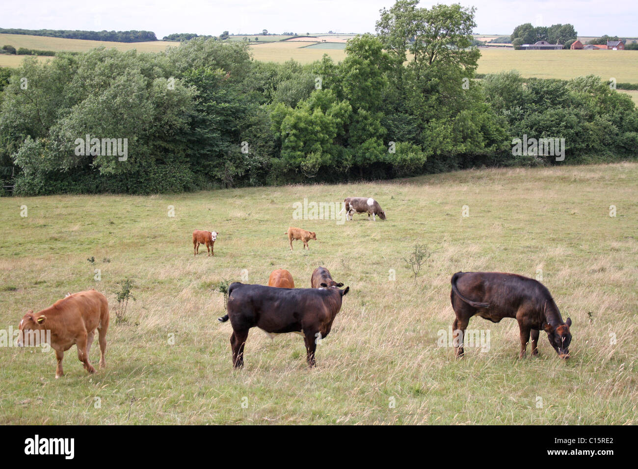 cows in field grazing Stock Photo - Alamy