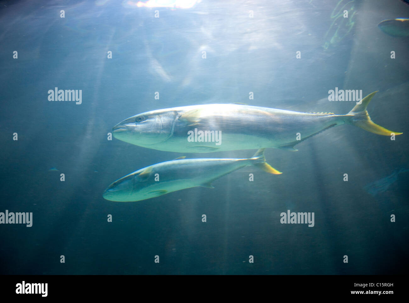 Two Oceans Aquarium - Cape Yellowtail Stock Photo - Alamy