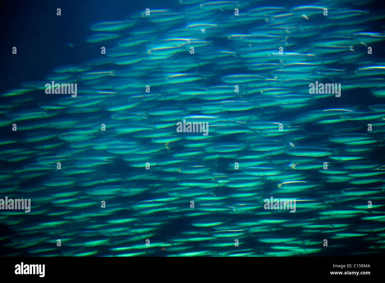 Aquarium fish silver white hi-res stock photography and images - Alamy