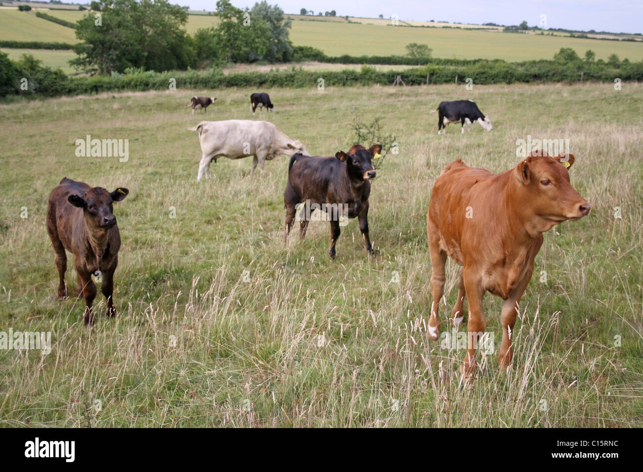 cows in field grazing Stock Photo - Alamy
