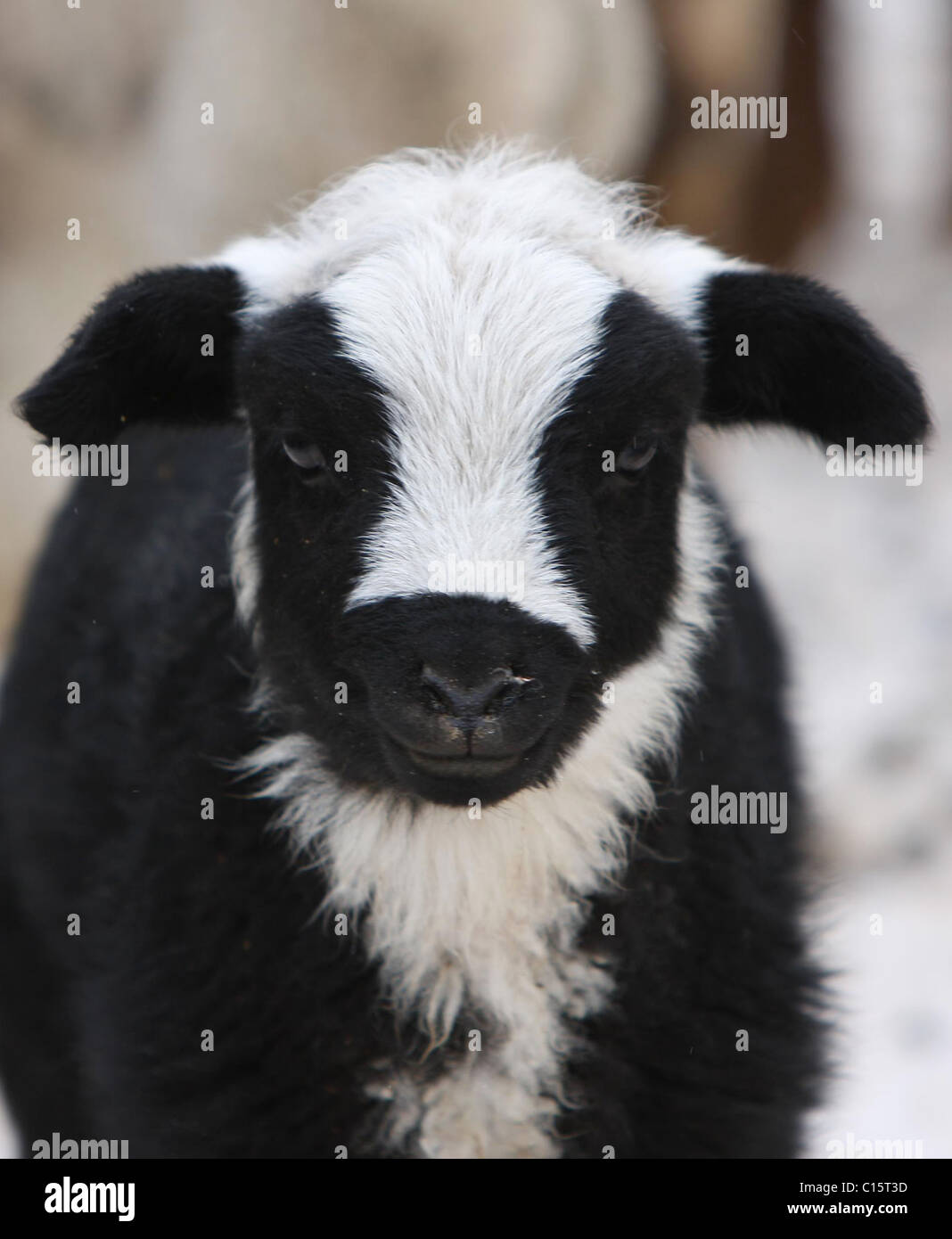EWE DON'T LOOK RIGHT TO US! Is it a cow? Is it a lamb?... This poor ...