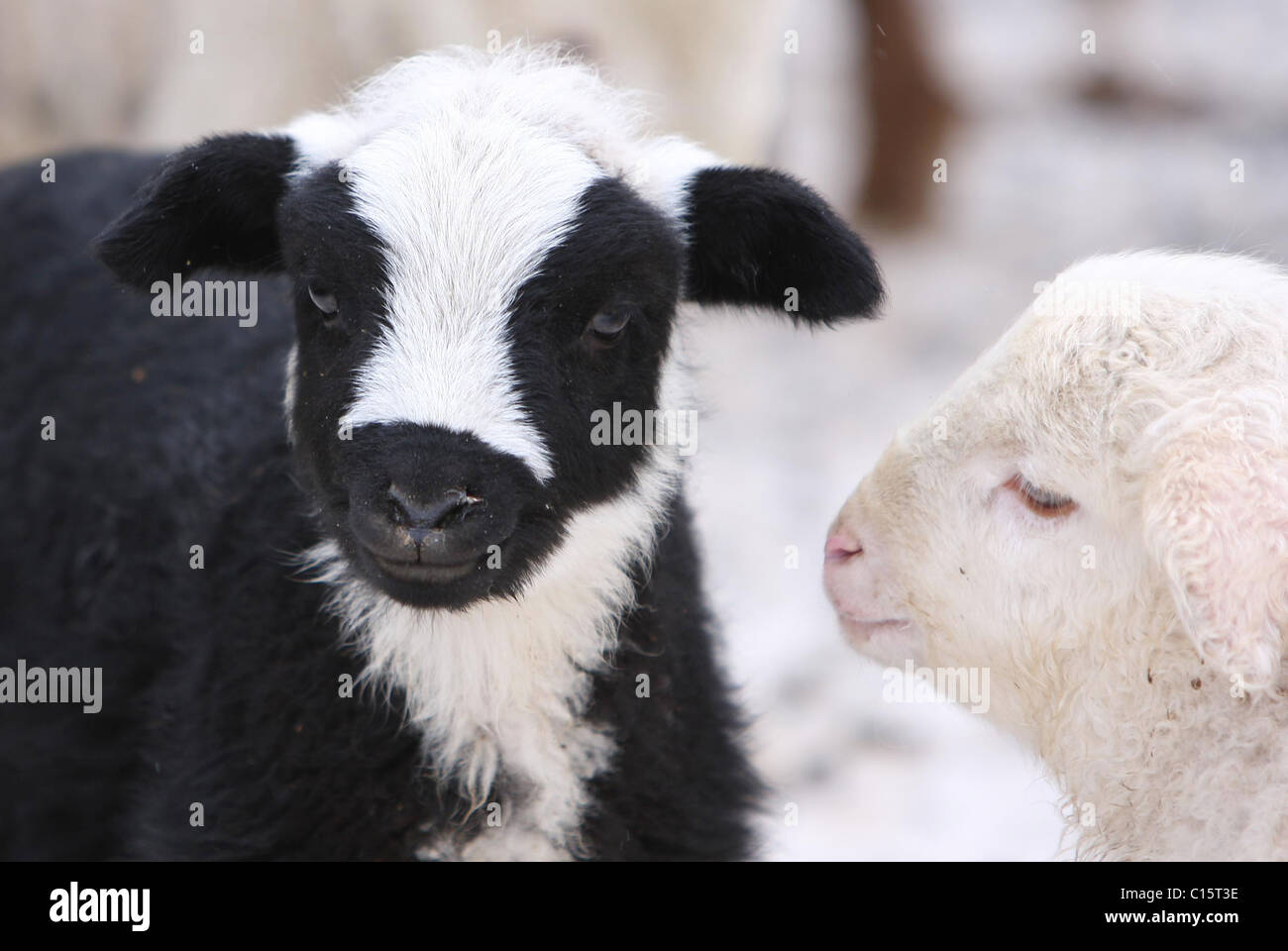 EWE DON'T LOOK RIGHT TO US! Is it a cow? Is it a lamb?... This poor ...