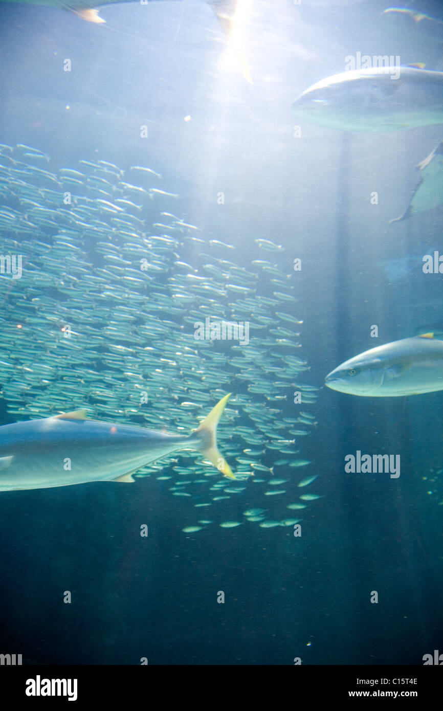 Big fish small aquarium hi-res stock photography and images - Alamy