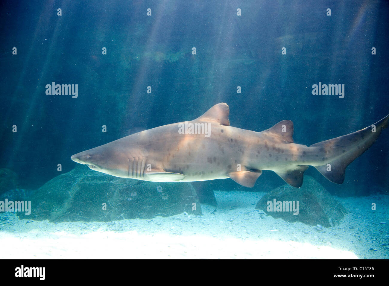 Ragged Tooth Sharks at Cape Town Aquarium Stock Photo - Alamy
