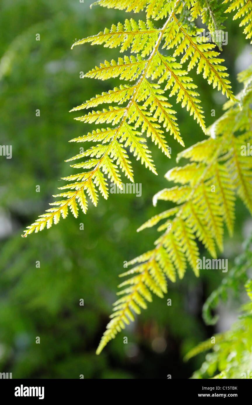 Fern leaves back lit hi-res stock photography and images - Alamy