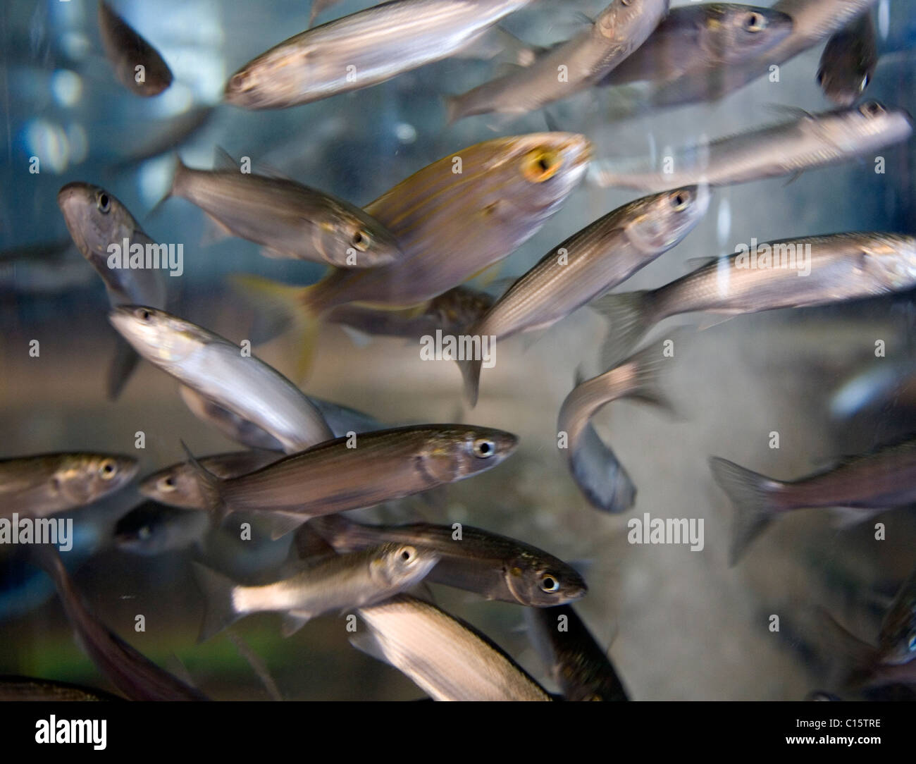 Mullet school hi-res stock photography and images - Alamy