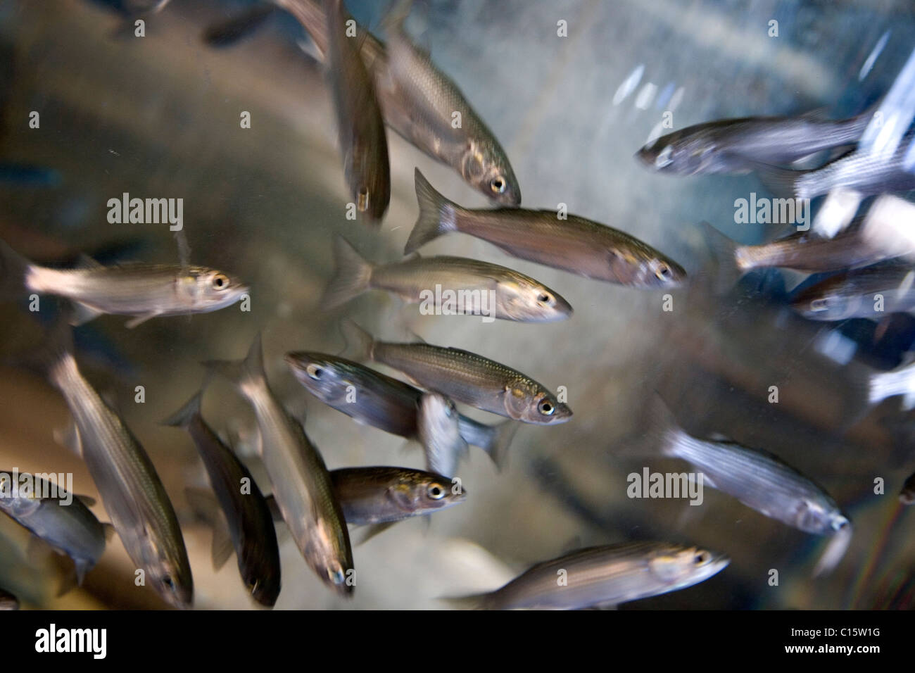 Baby mullets in tank at Two Oceans Aquarium Stock Photo - Alamy