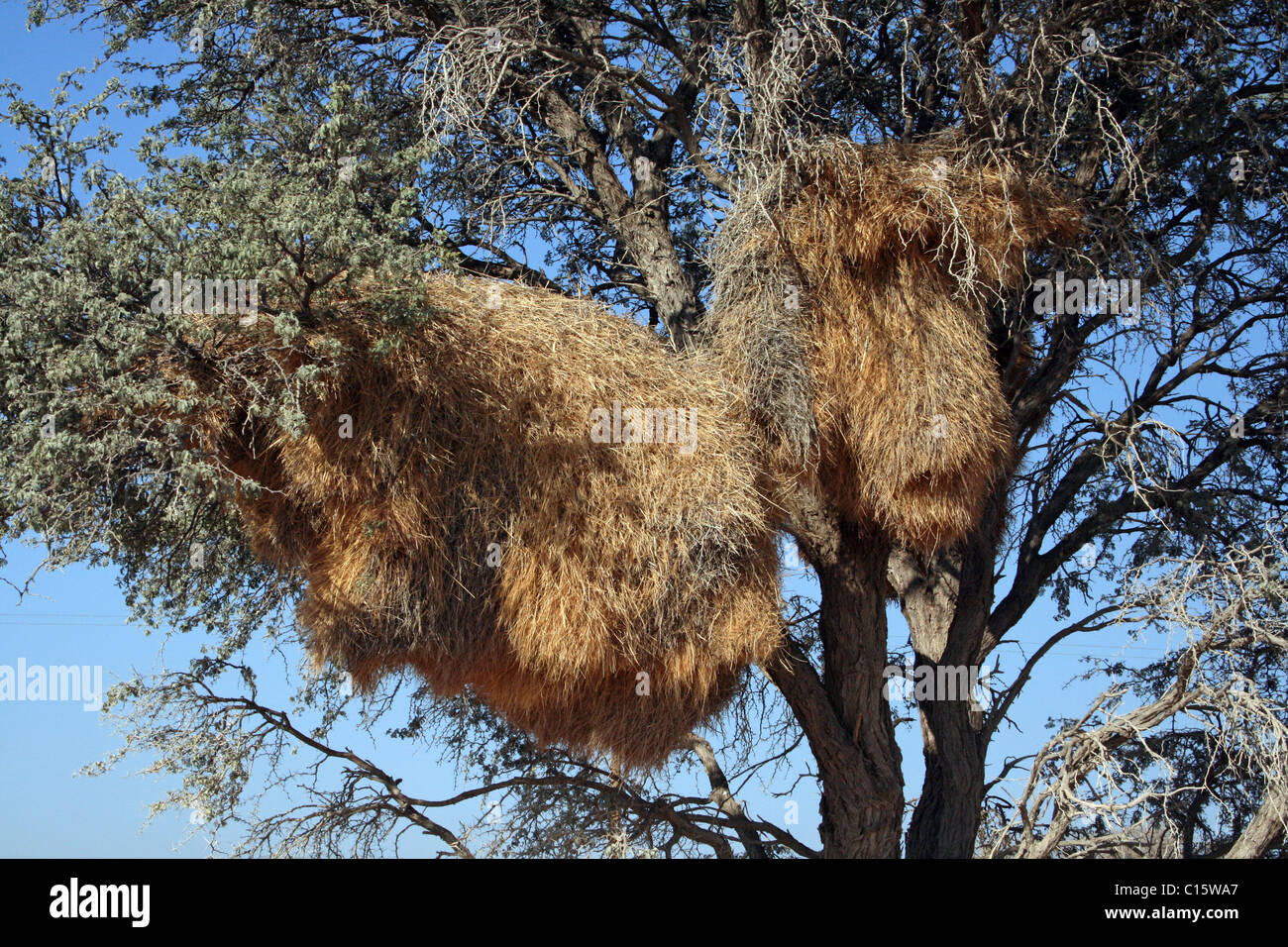 Nesting Colony Of Sociable Weavers Philetairus socius, Namibia Stock ...