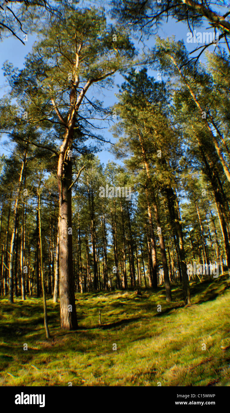 Norfolk tree hi-res stock photography and images - Alamy