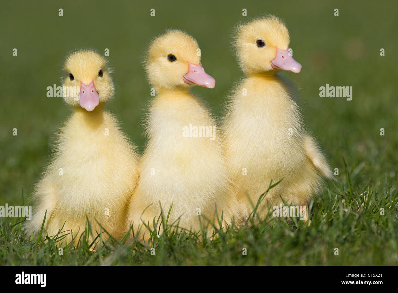 Three ducklings on grass Stock Photo - Alamy