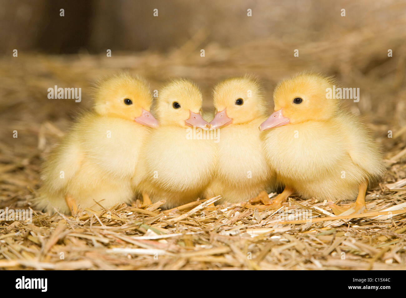 Four ducklings on straw Stock Photo - Alamy