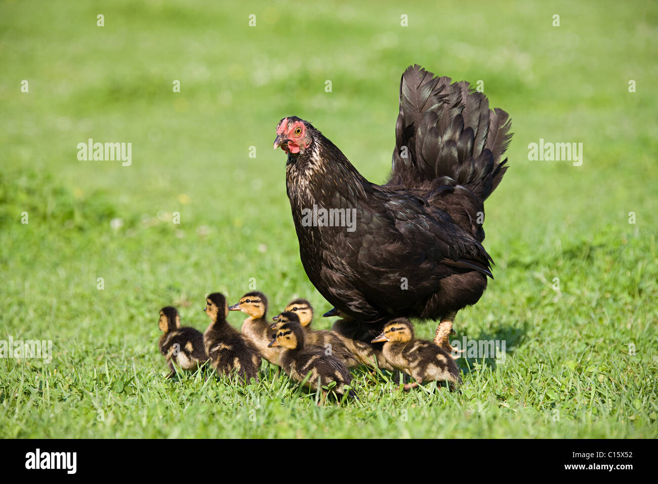 Six ducklings with a hen on grass Stock Photo - Alamy