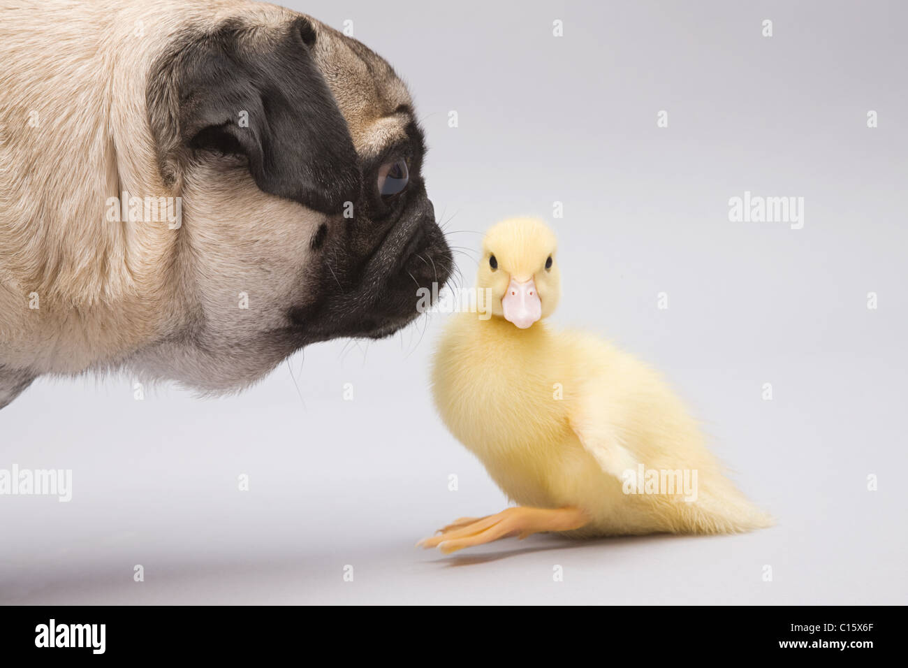 Duckling curiosity hi-res stock photography and images - Alamy