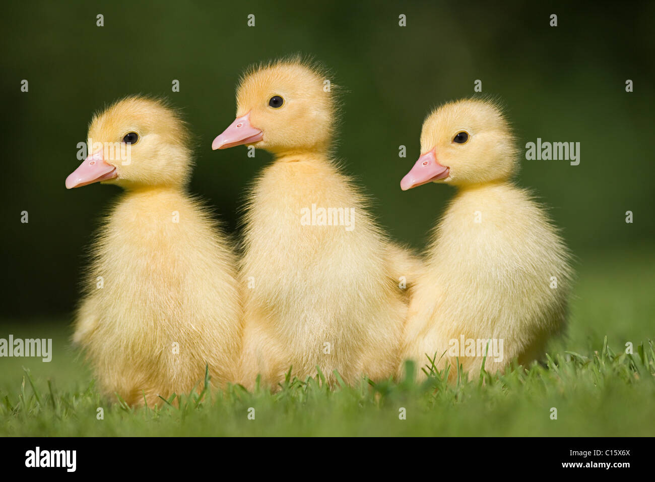 Three ducklings on grass Stock Photo - Alamy