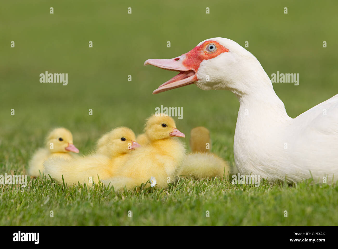 Family of ducklings with mother duck on grass Stock Photo - Alamy