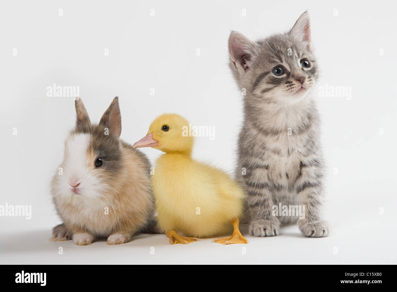 Kitten and duckling hi-res stock photography and images - Alamy