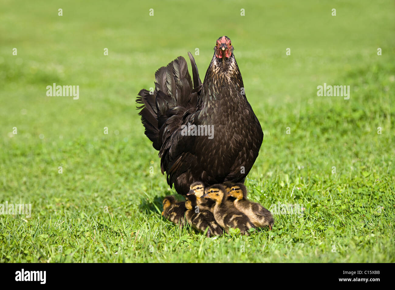 Seven ducklings hi-res stock photography and images - Alamy