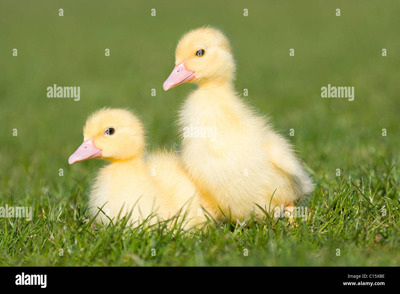 Two ducklings on grass Stock Photo - Alamy