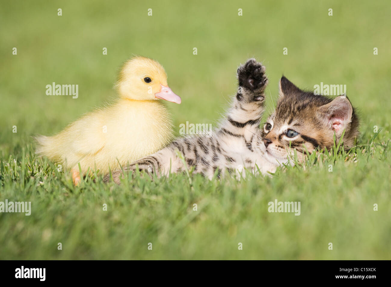 Baby Ducks And Kittens