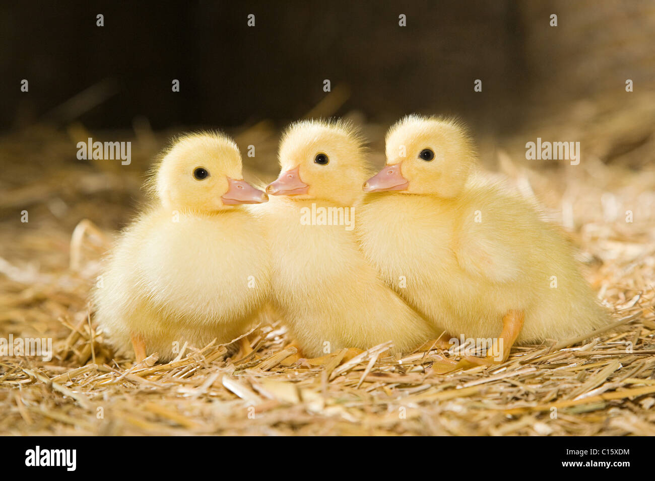Ducklings on a row hi-res stock photography and images - Alamy