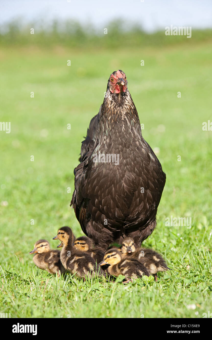 Six ducklings with a hen on grass Stock Photo - Alamy